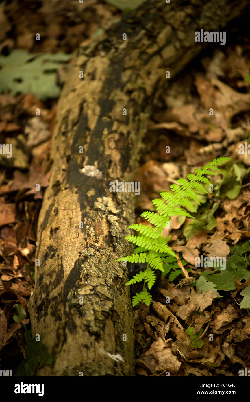 Fern ob tree stump, Gosforth Park Nature Reserve Stock Photo - Alamy