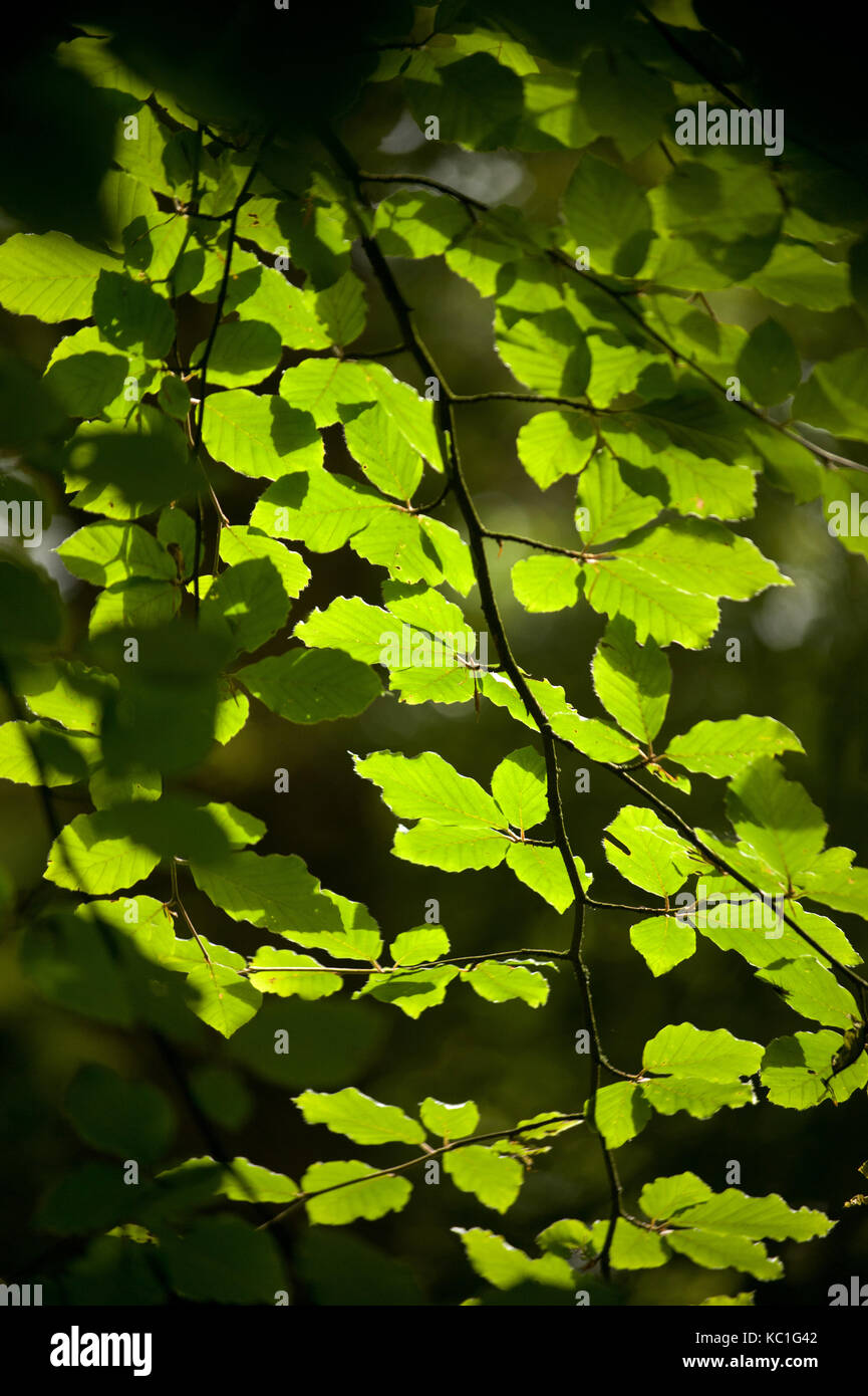 Gosforth Park Nature Reserve Stock Photo - Alamy