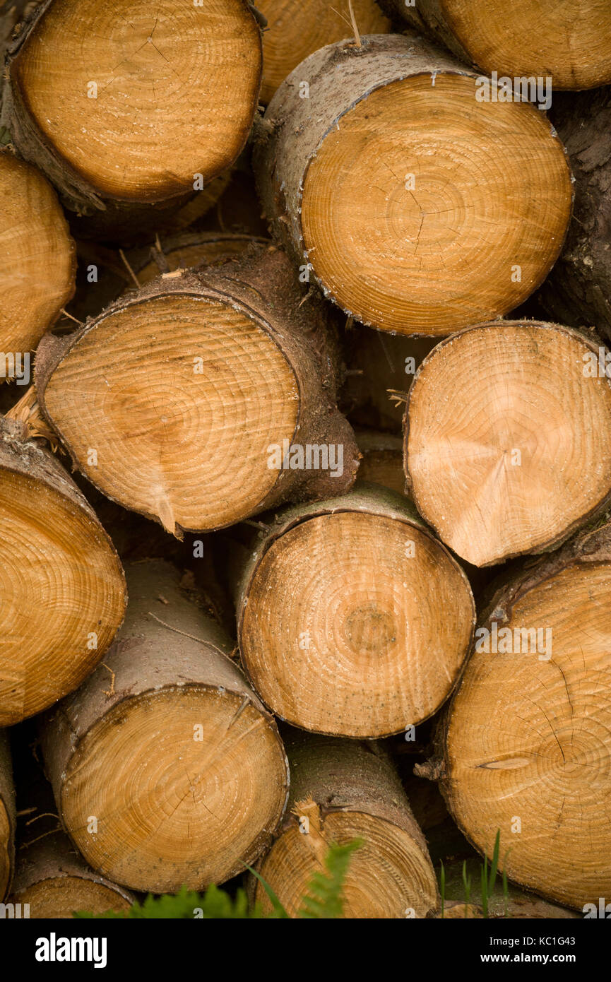Wood pile / logs Stock Photo - Alamy