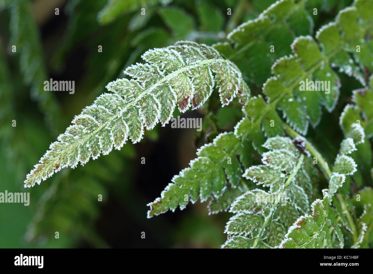 Fern ice pattern hi-res stock photography and images - Alamy