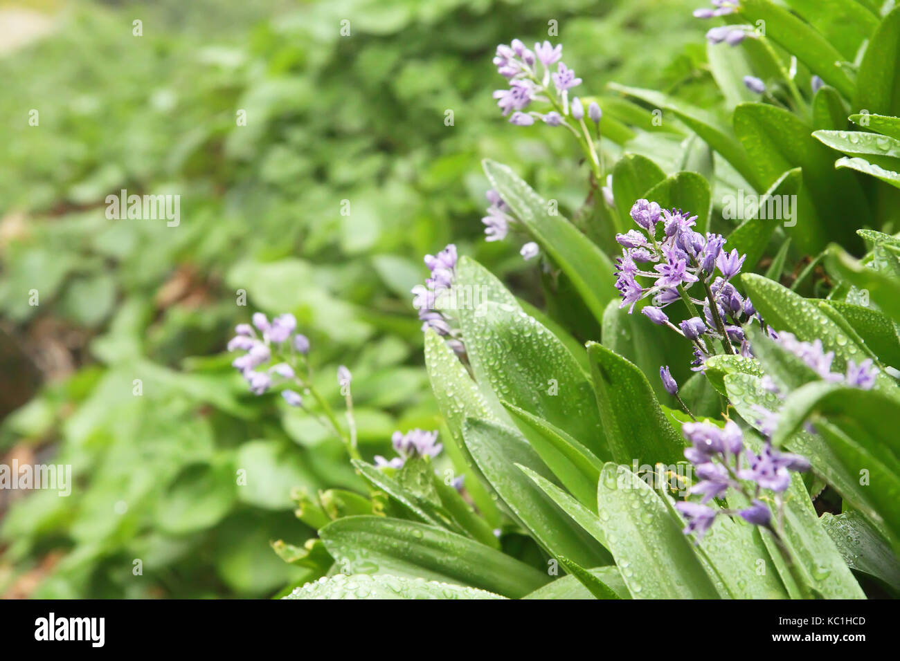 White squill scilla hi-res stock photography and images - Alamy