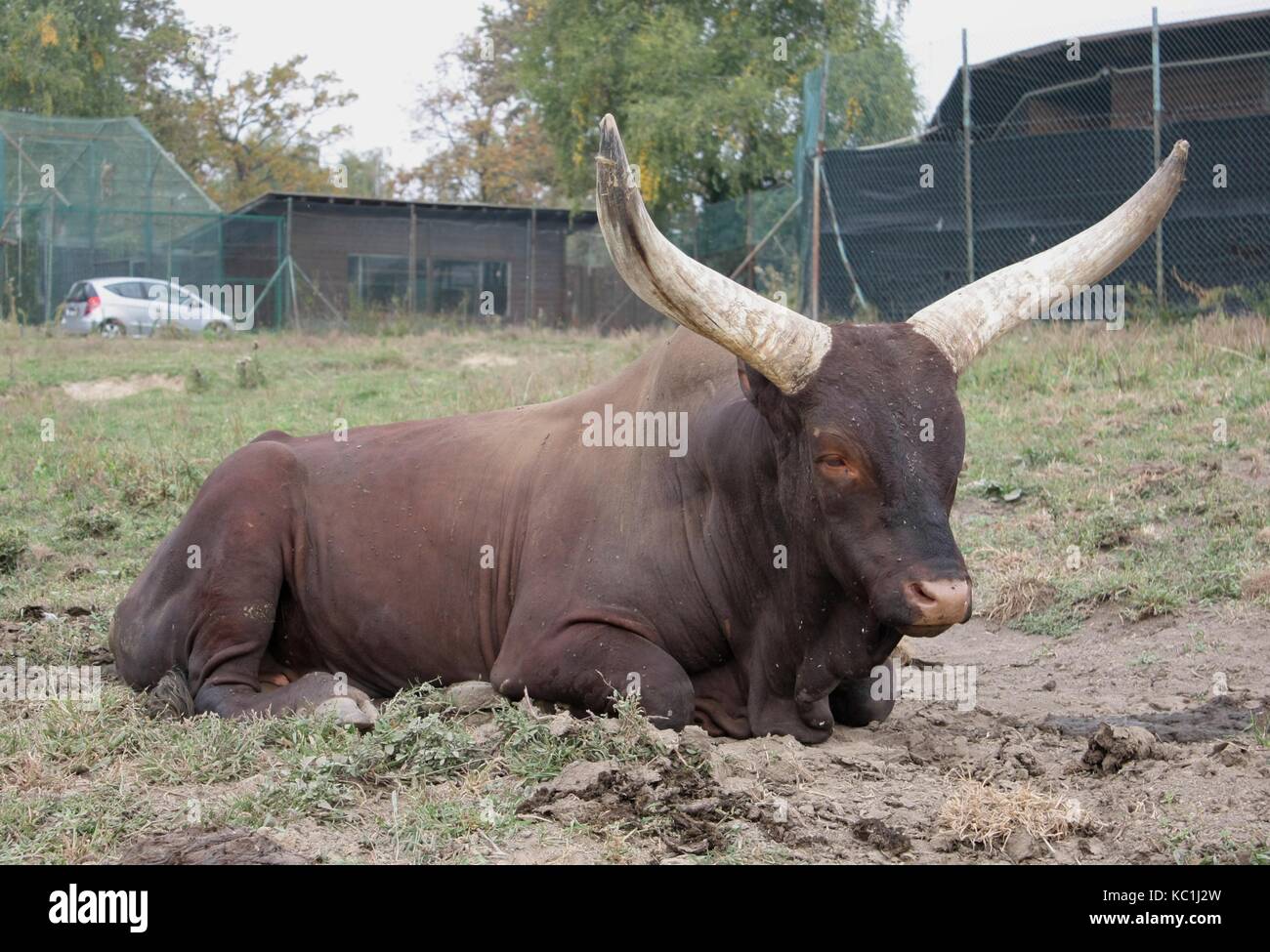 Bos Primigenius (1 Stock Photo - Alamy