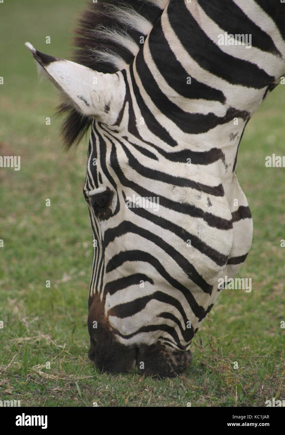 Zebras Eating Meat