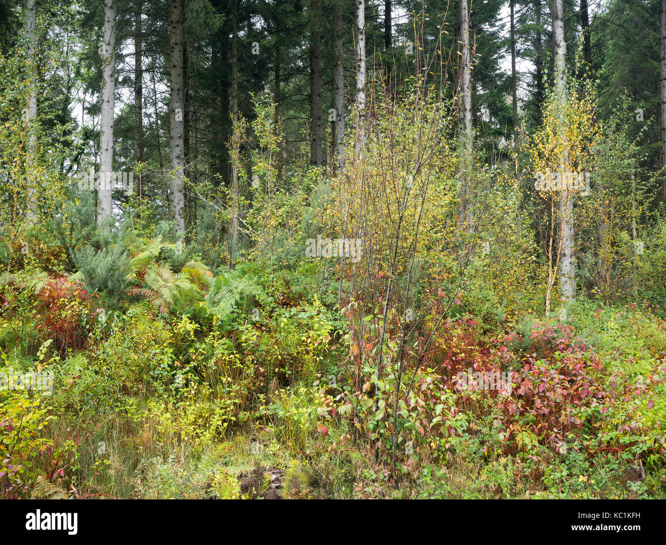 Cwm ffynonne hi-res stock photography and images - Alamy