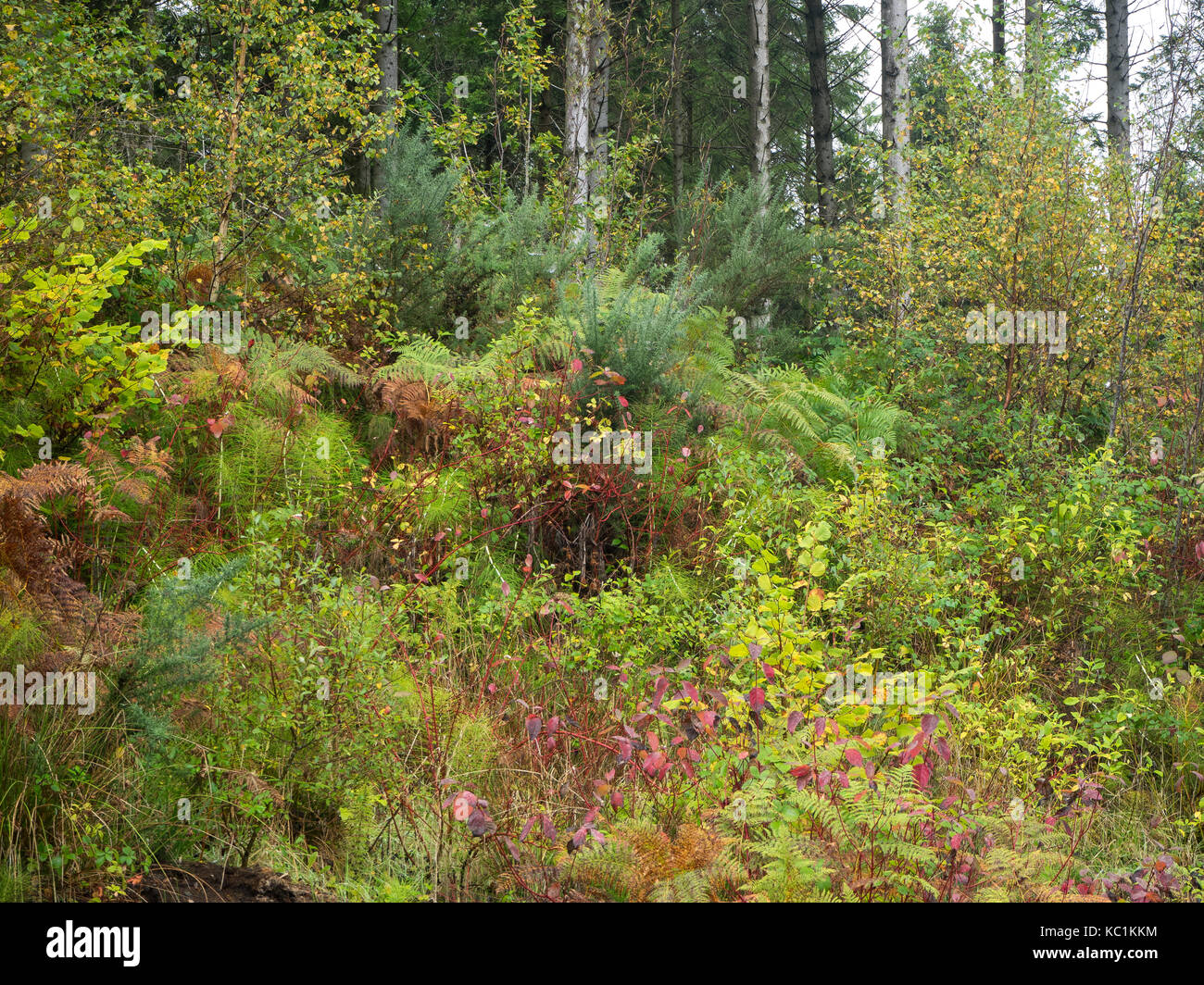 Autumn Fall colors, Cwm Ffynonne Stock Photo - Alamy