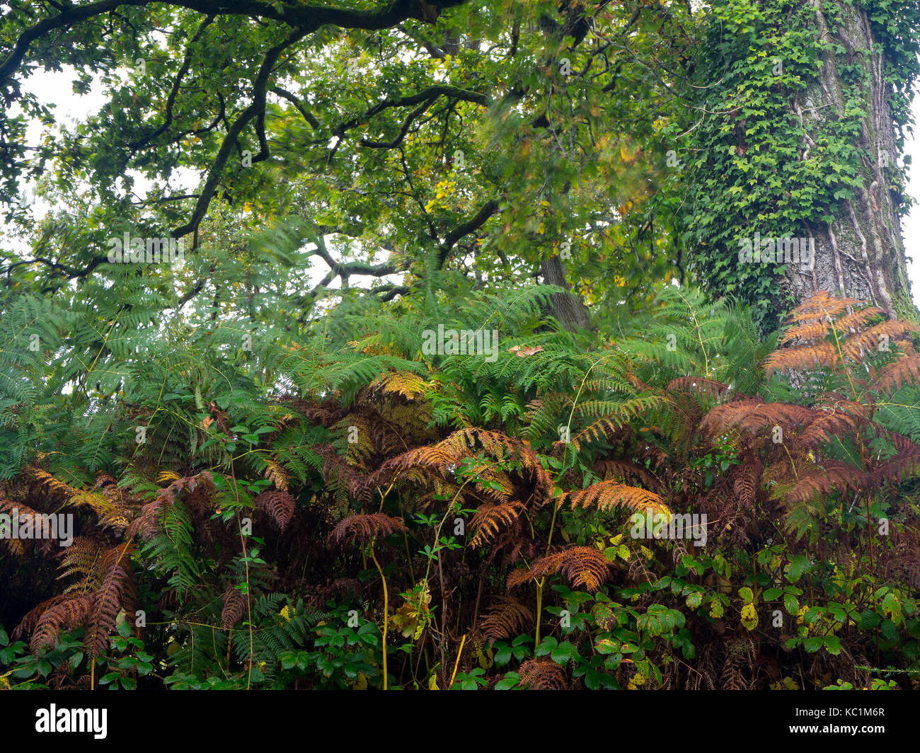 Autumn Fall colors, Cwm Ffynonne Stock Photo - Alamy