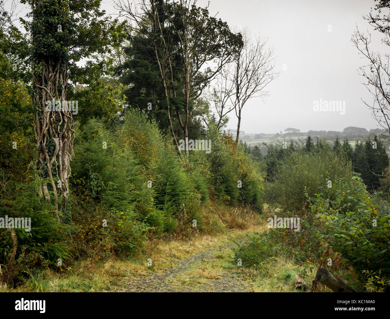 Autumn Fall colors, Cwm Ffynonne Stock Photo - Alamy