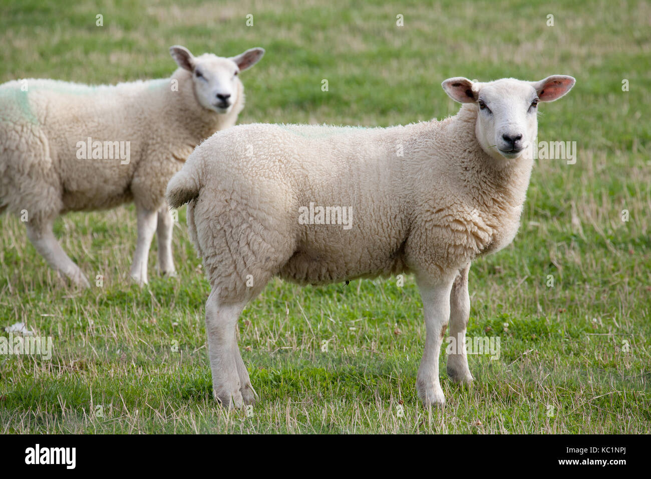 Sheep grasing in a field in Northumberland, England Stock Photo - Alamy