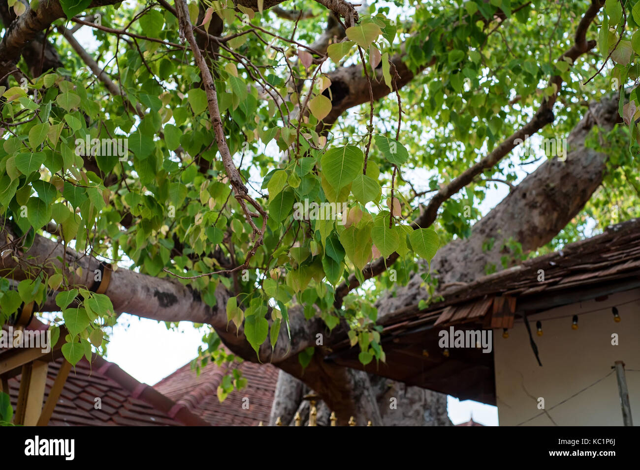 Pho or bodhi tree in Asia Stock Photo - Alamy