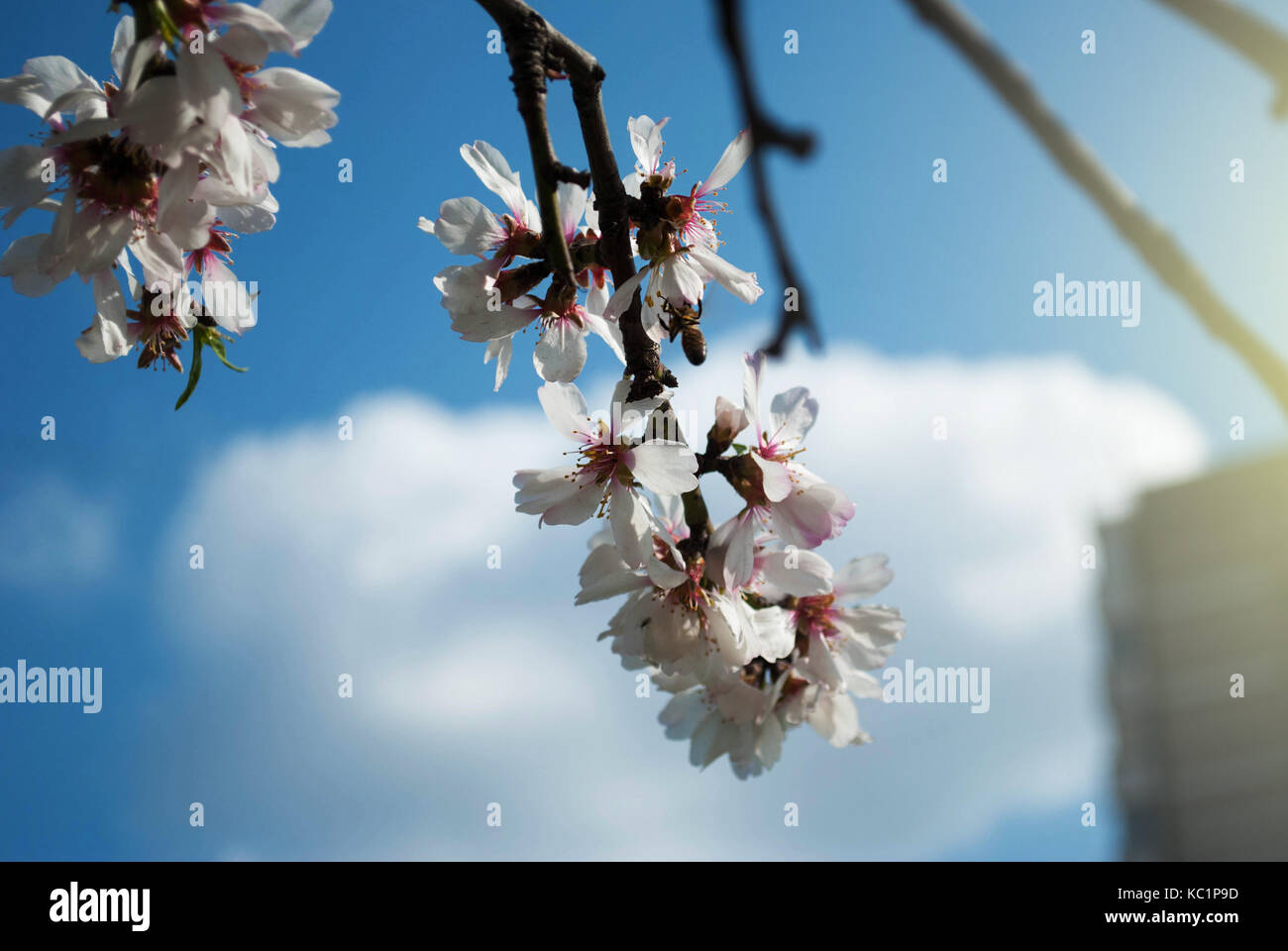 Flowers apple tree, herald of spring and good weather Stock Photo - Alamy