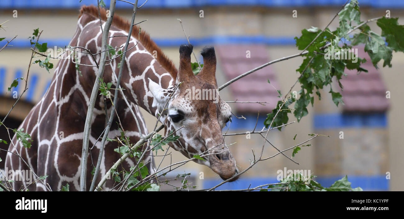 Berlin, Germany. 01st Oct, 2017. A giraffe enjoys its food in its ...