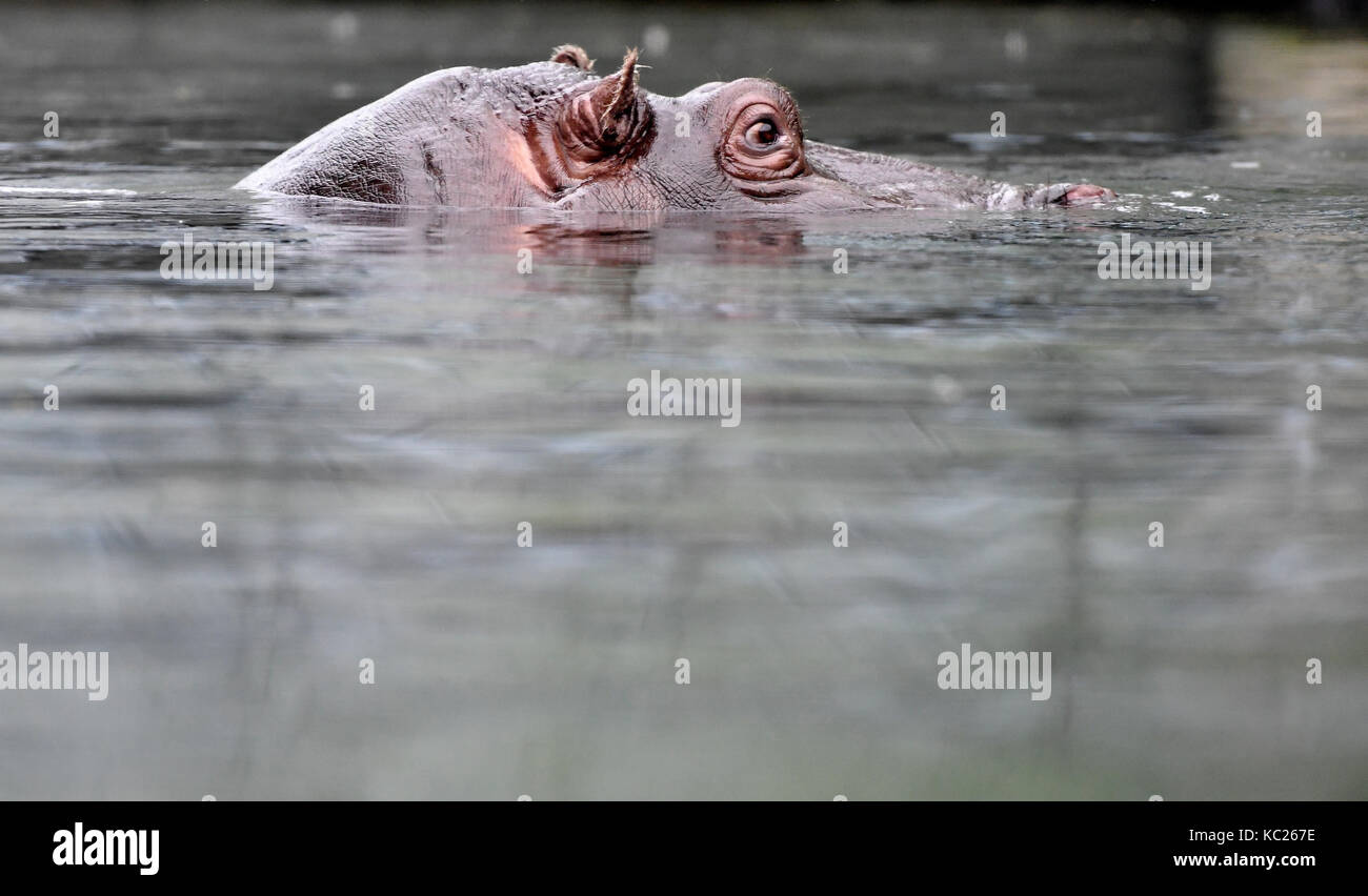 A hippopotamus surfaces inside its cage at the zoo in Berlin, Germany ...
