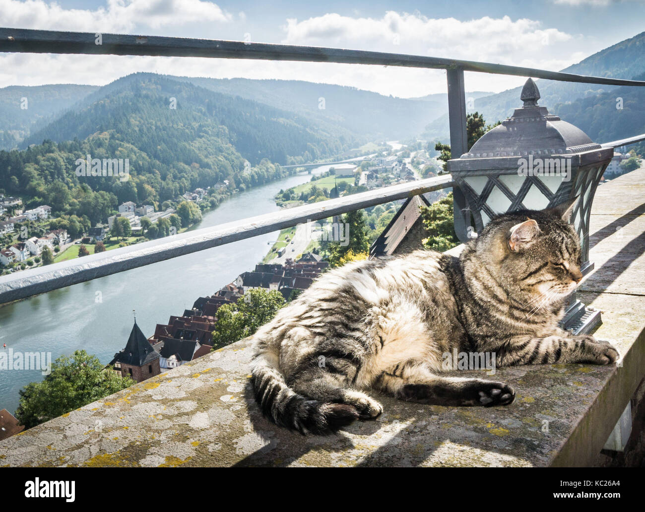 A cat can be seen resting atop a wall with its back towards the river ...