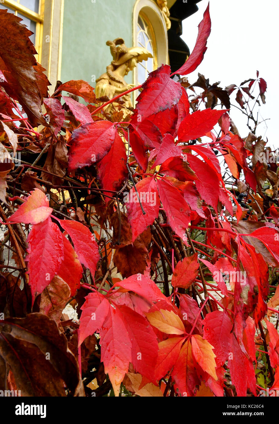 Vine leaves glow in a vibrant red outside the tea house at the park ...