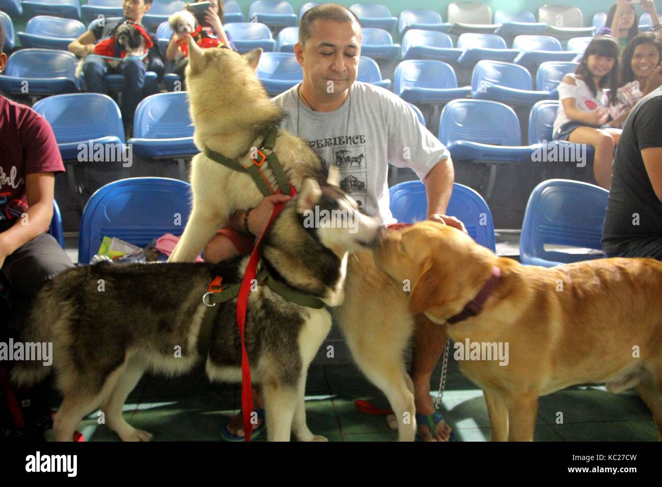 Philippines. 01st Oct, 2017. 2 Siberian Huskies and 1 Labrador dogs and ...