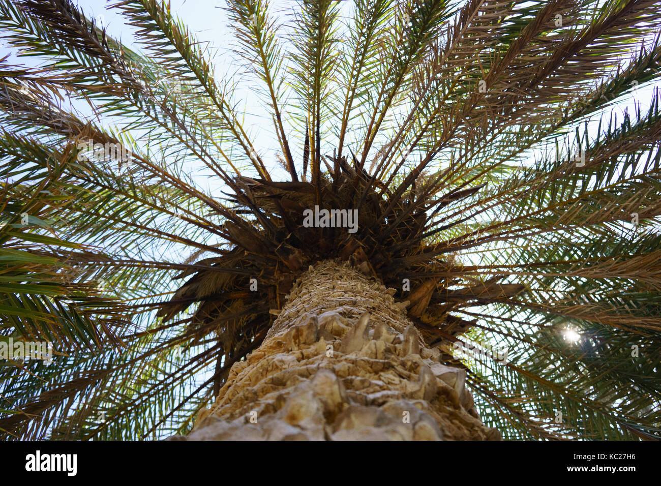 Palm tree trunk close up with leafs Stock Photo - Alamy