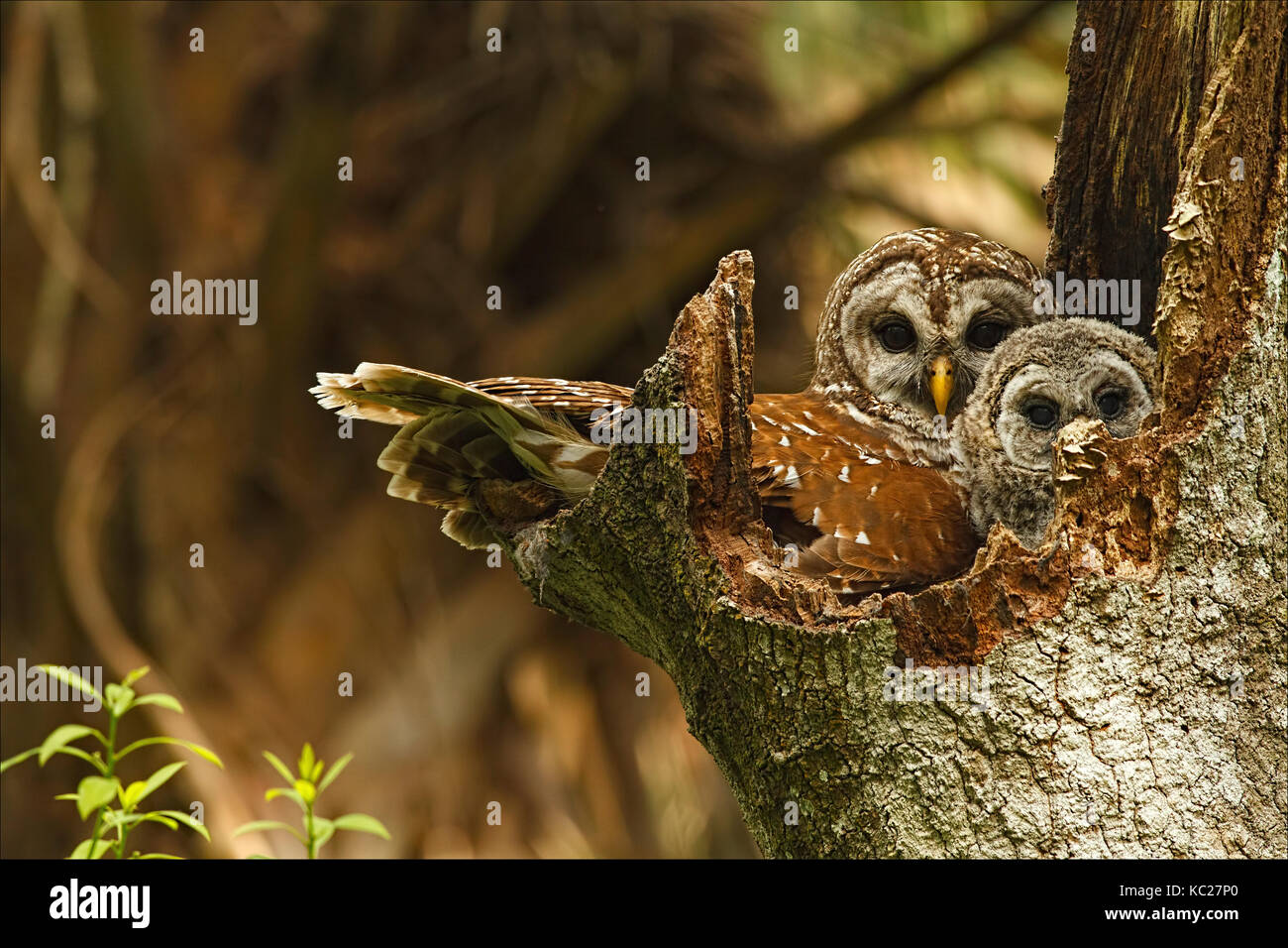 Barred Owl and owlet "Only child Stock Photo - Alamy