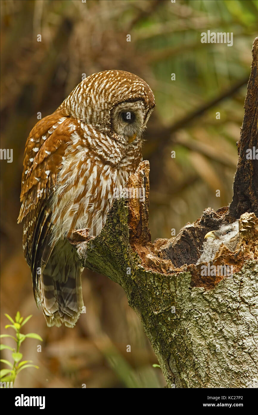 Barred Owl looking upon her owlet Stock Photo - Alamy