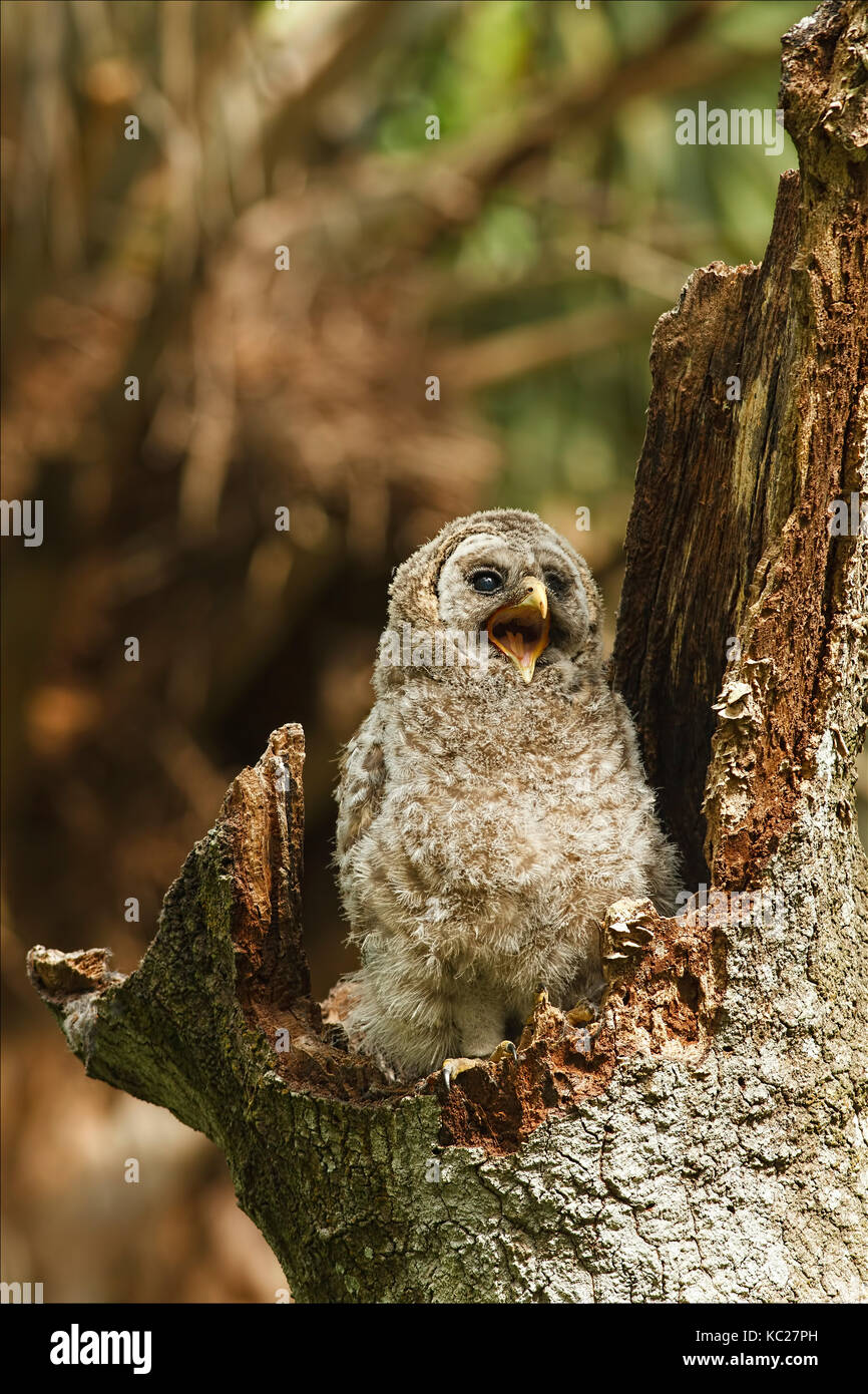 Little owl juvenile bird hi-res stock photography and images - Alamy