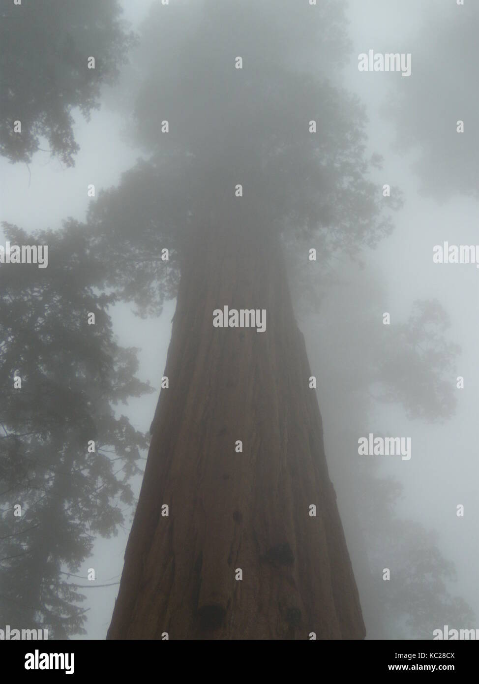 Giant tree sequoia in mist Stock Photo - Alamy