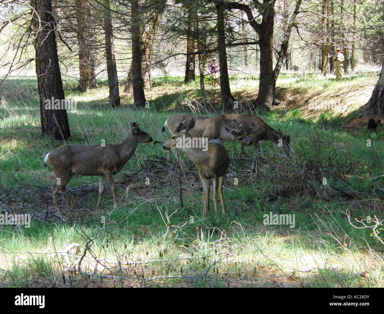 Wild deer family in forest close up Stock Photo - Alamy