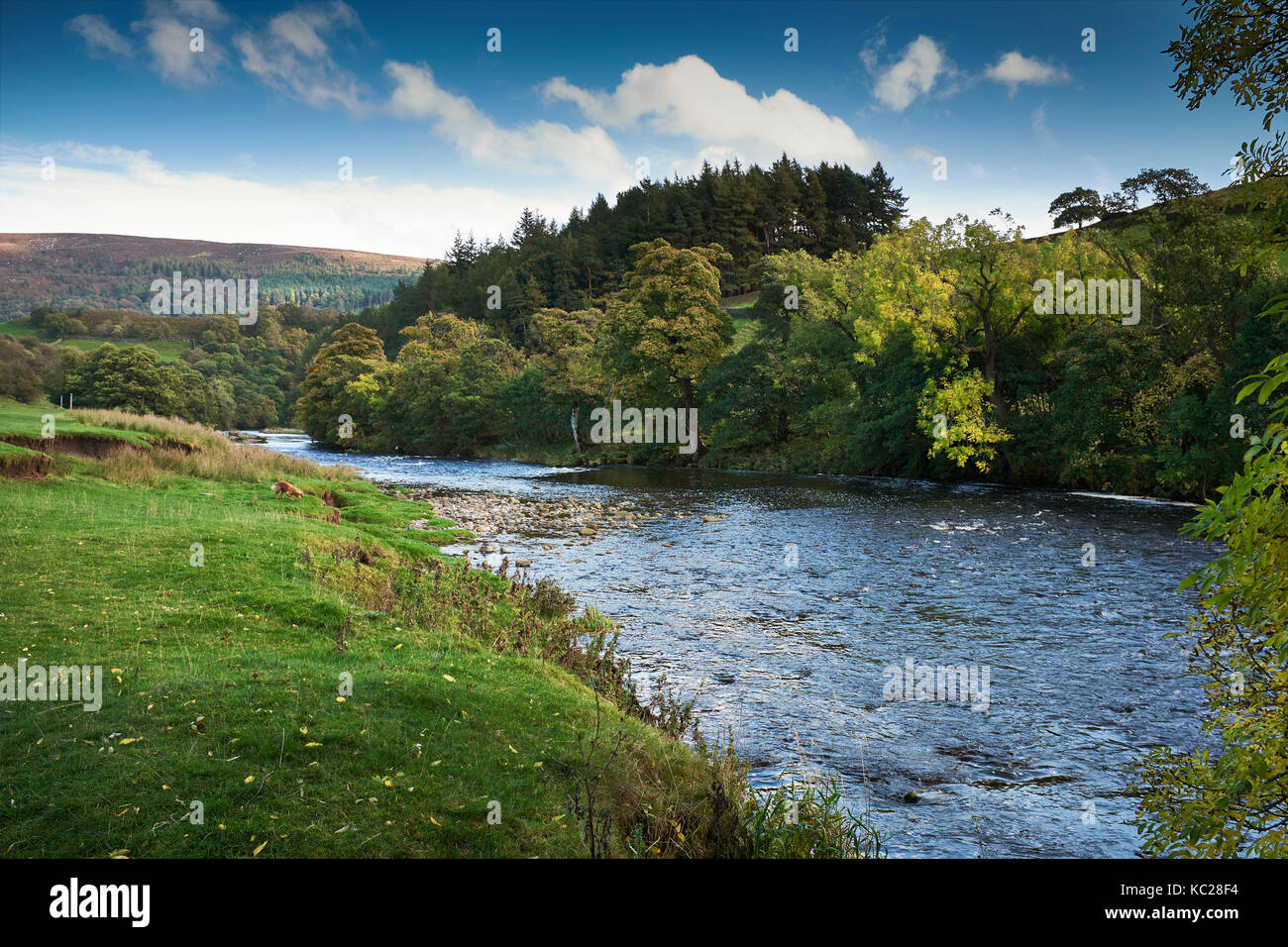 River Wharfe by Appletreewick flowing south east from Burnsall towards ...