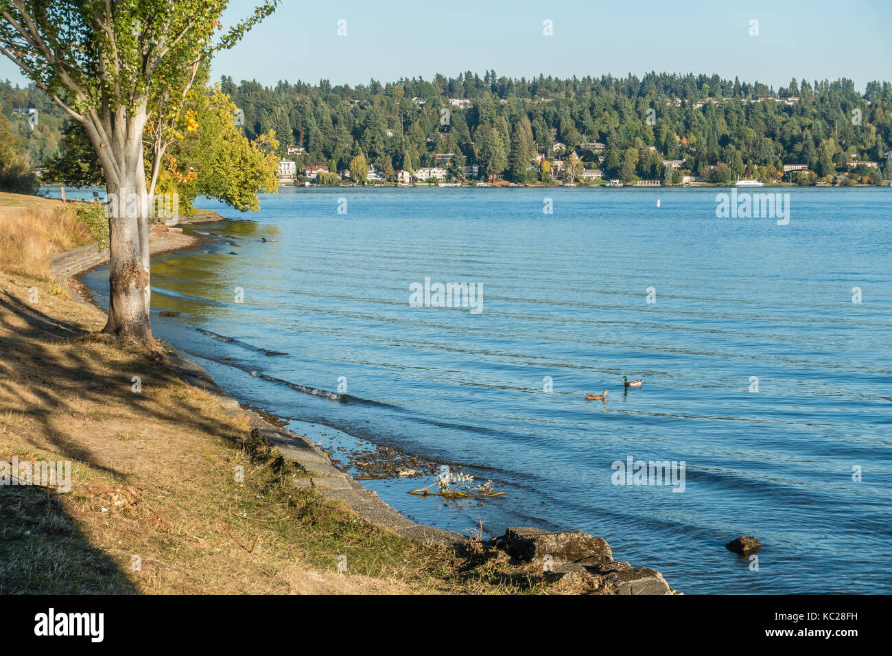 A view of the shoreline at Seward Park in Seattle, Washington. Mercer ...