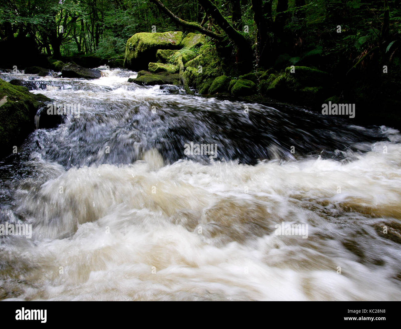 Golitha Falls on the River Fowey through the ancient oak woodland of ...