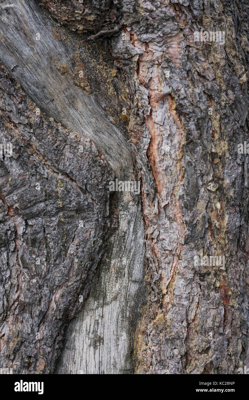 Bark tree seamless tileable texture hi-res stock photography and images ...