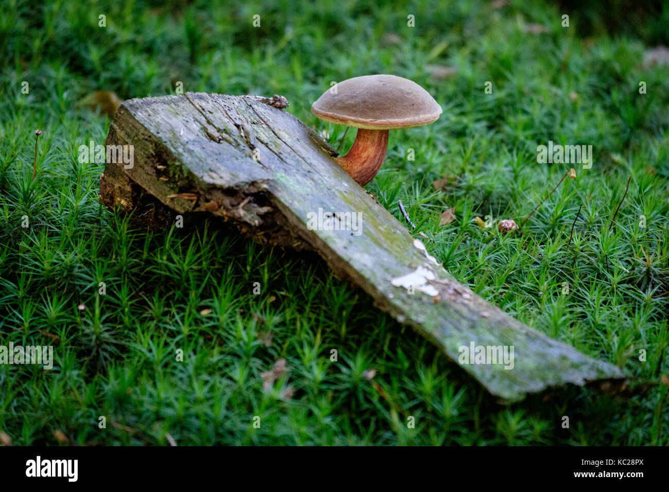 Boletus mushrooms on moss in the forest Stock Photo - Alamy