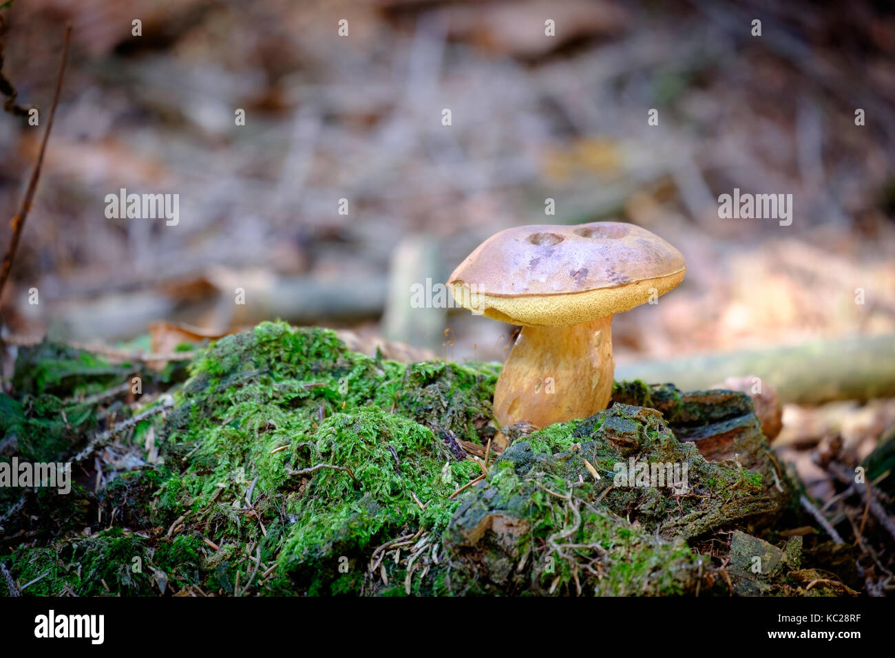 Boletus mushrooms on moss in the forest Stock Photo - Alamy