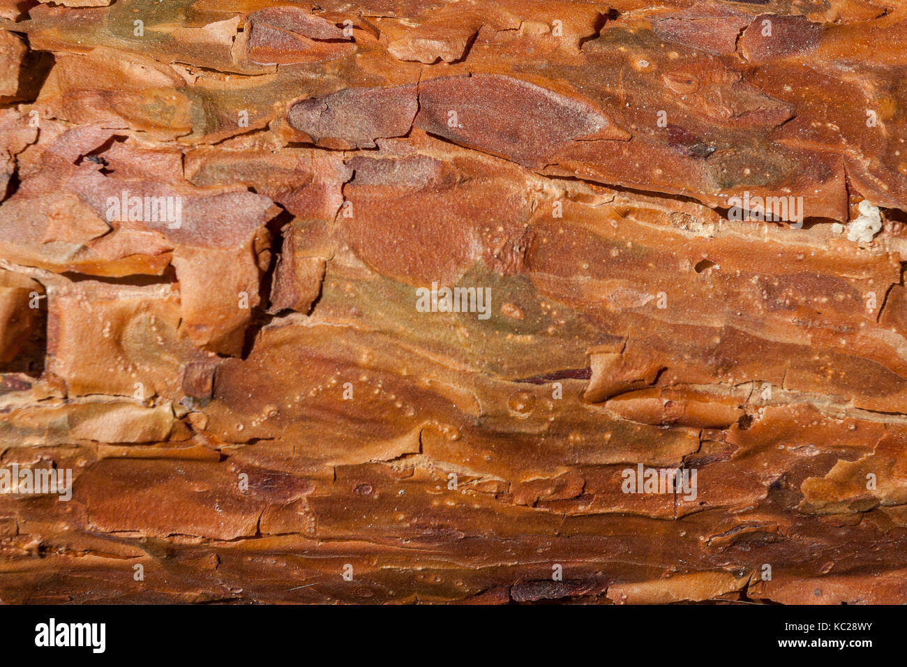 Tree bark growing in the natural environment as a background Stock ...