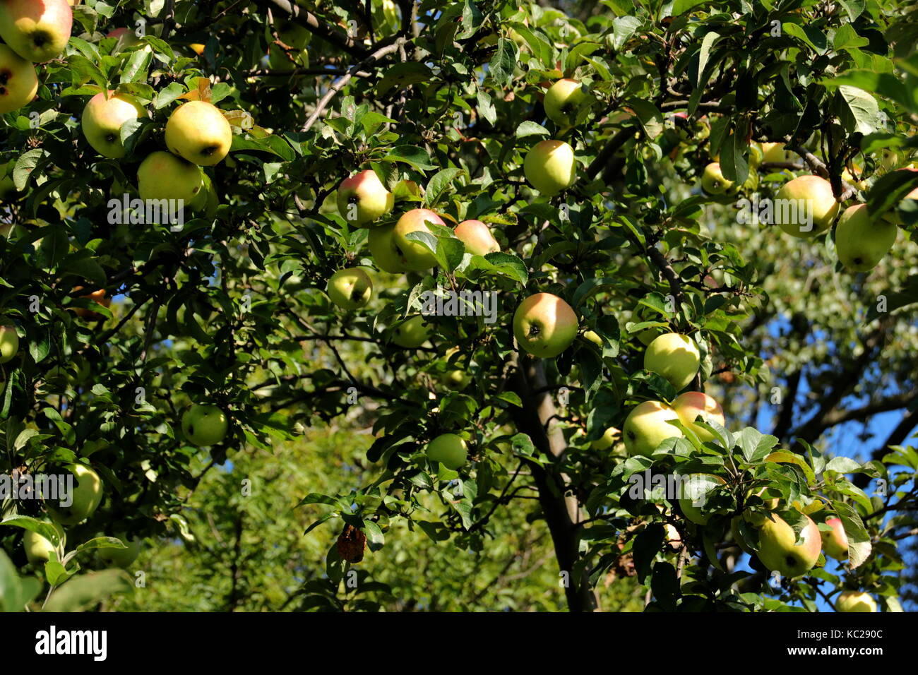 wild apple tree Stock Photo - Alamy