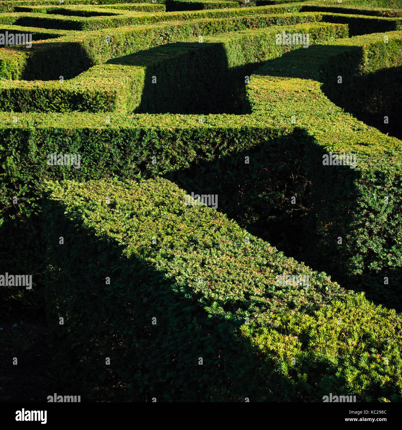 Labyrinth Maze of Neat Cut Green Bushes Stock Photo - Alamy