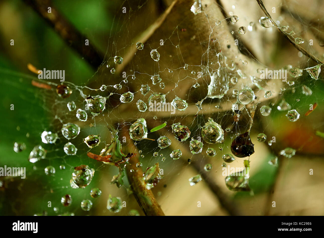 Water droplets on spider web hi-res stock photography and images - Alamy