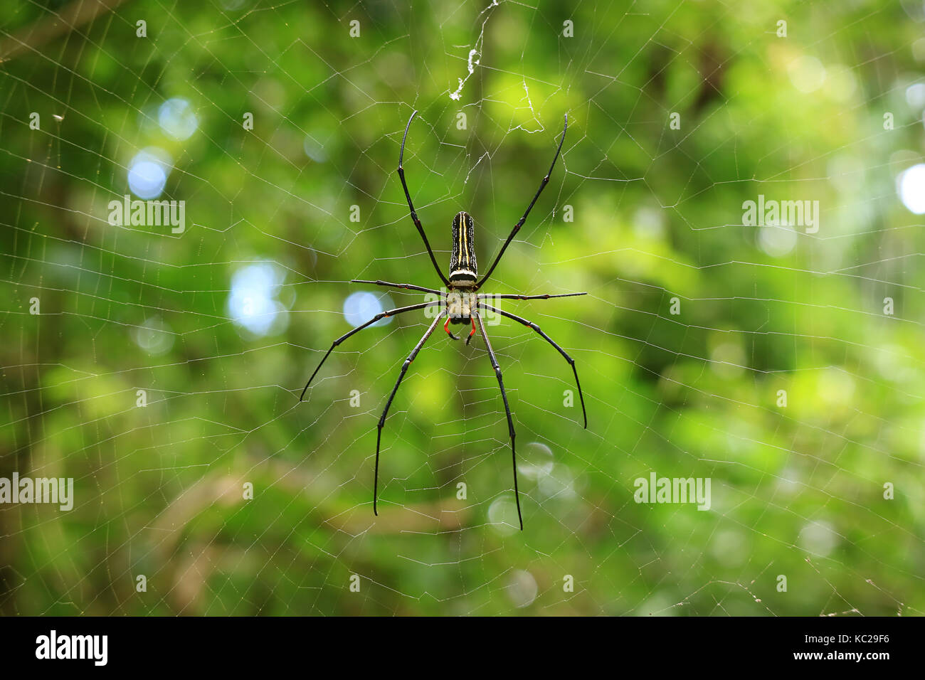 Large spider on its web in the national park of Saraburi province ...