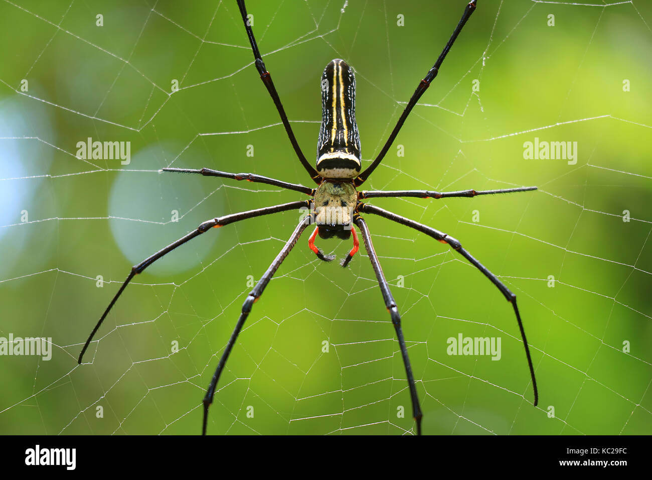 Rain forest spider hi-res stock photography and images - Alamy