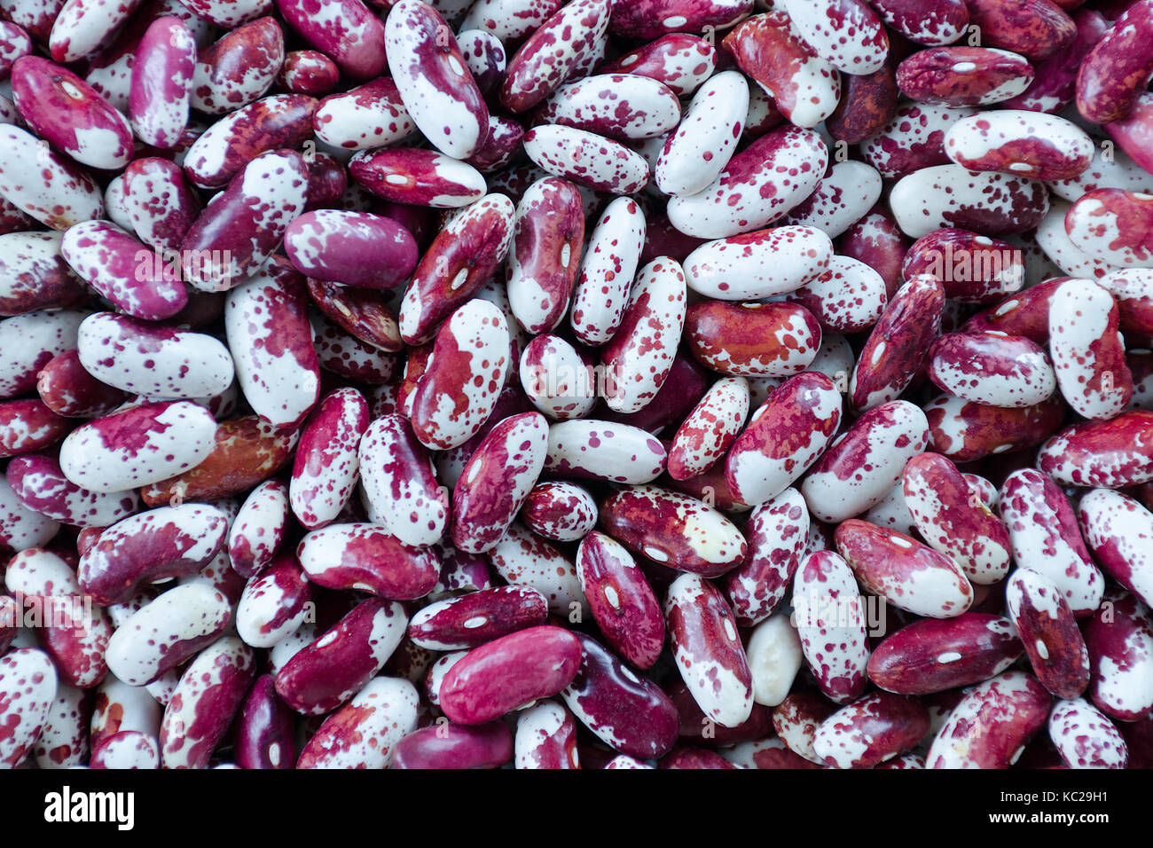Red and white beans to the point of the Swallow variety. Top view Stock ...