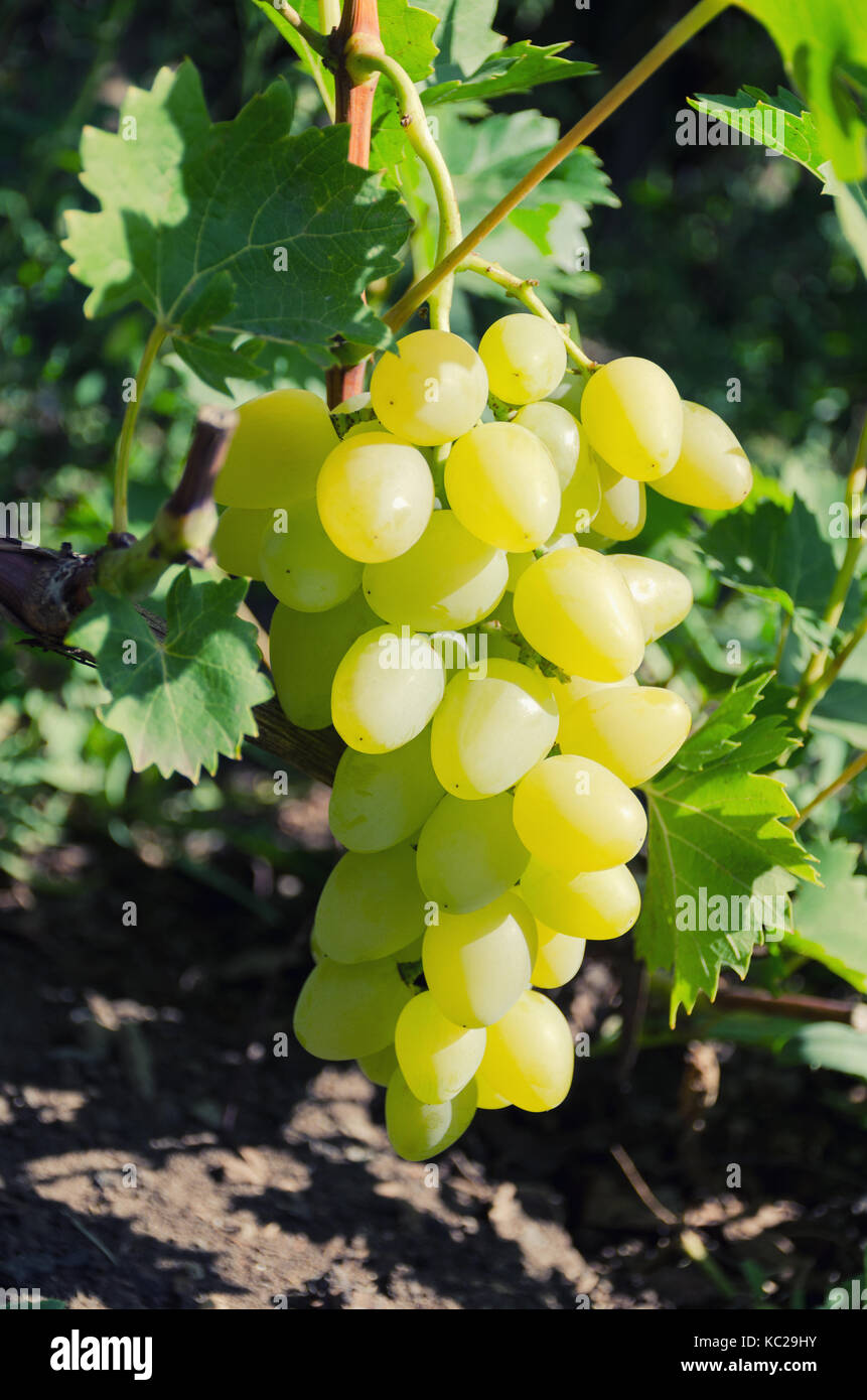 Bunch of large grapes of white varieties on the vine. Grade White ...