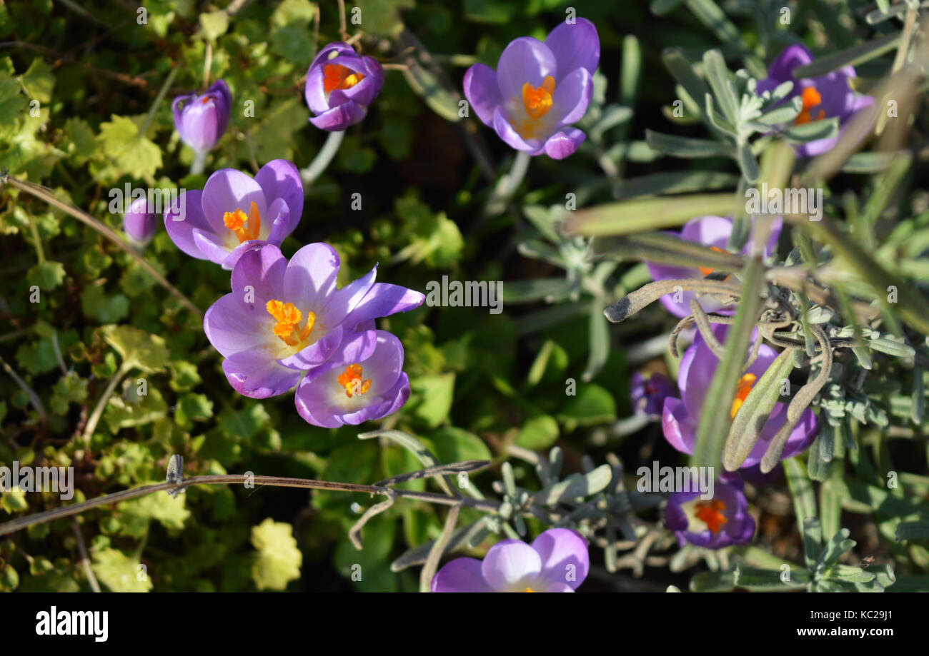 Purple flowers in garden Stock Photo - Alamy