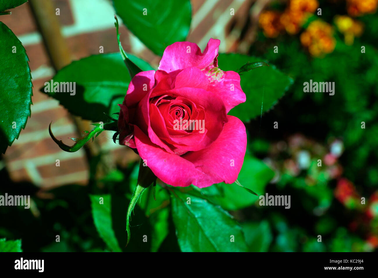 RED ROSE BLOOMING IN THE SUN Stock Photo - Alamy