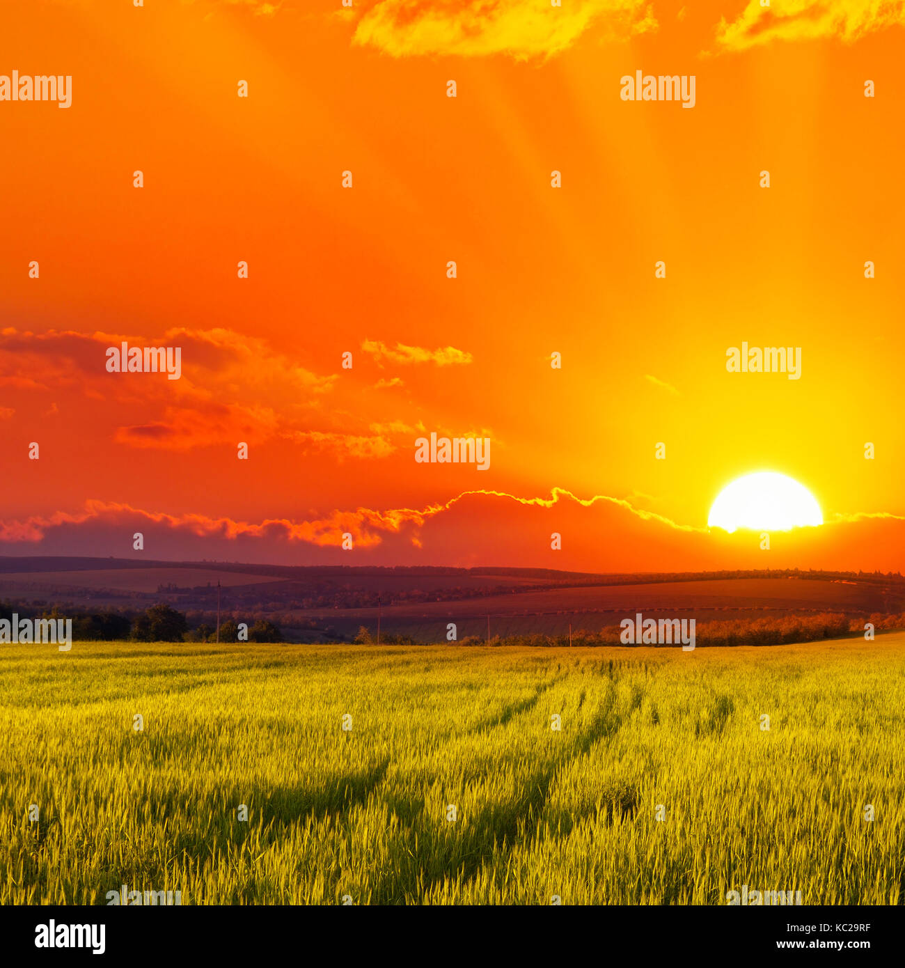 Beautiful sunset on wheat field. Bright red sky Stock Photo - Alamy