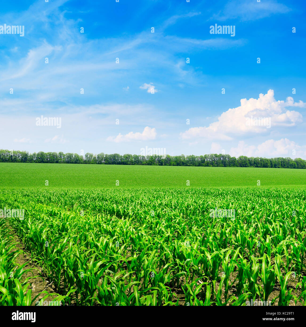 Bright corn field and blue sky Stock Photo - Alamy
