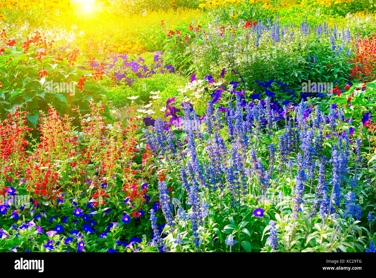 Colorful flower bed illuminated by sunlight Floral background Stock ...
