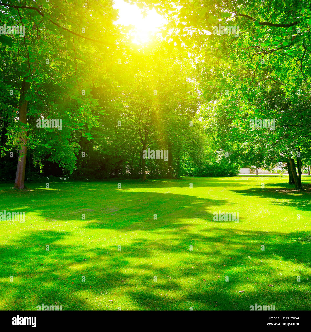 Sunrise in summer beautiful park Stock Photo - Alamy