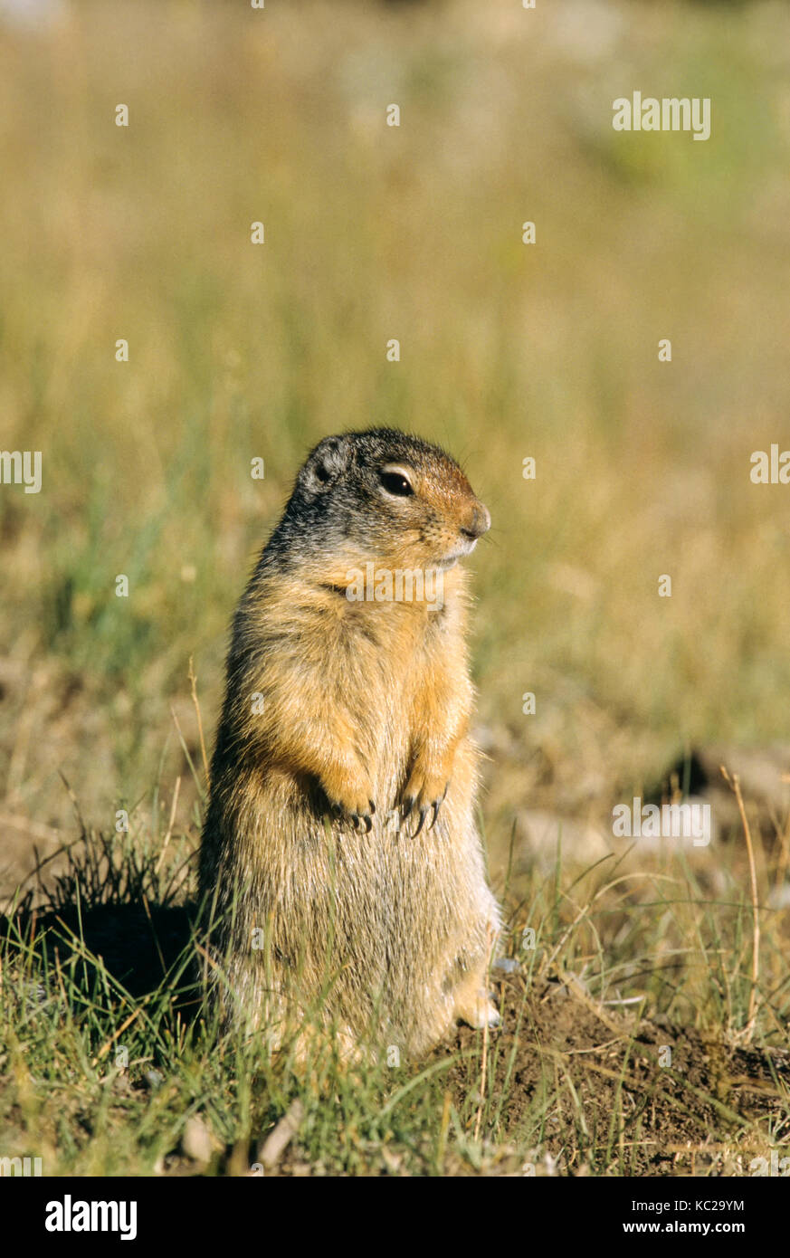 Richardson's Ground Squirrel (Spermophilus Tridecemlineatus), Banff ...