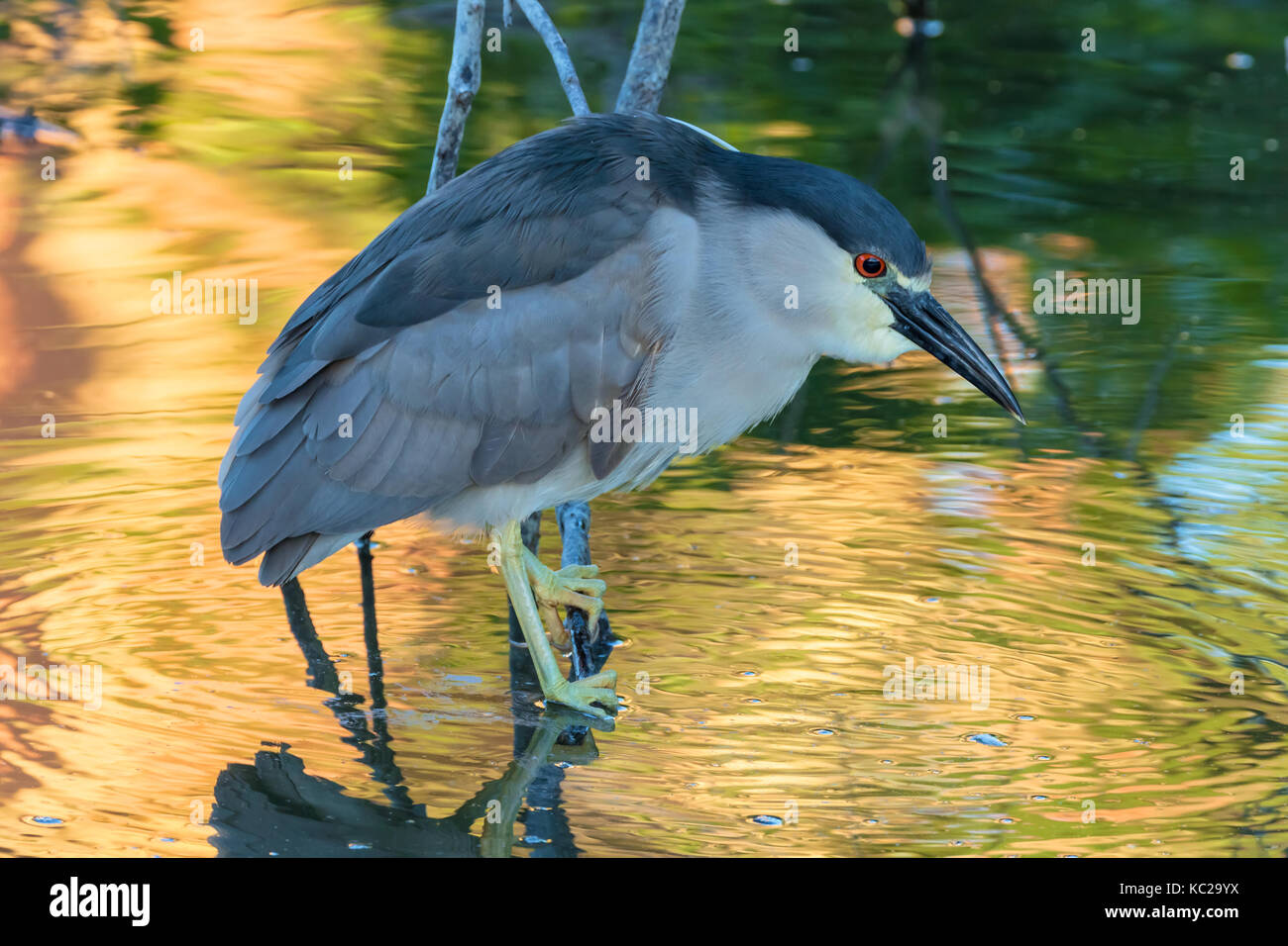 A black-crowned night heron perches on a tree branch waiting for its ...