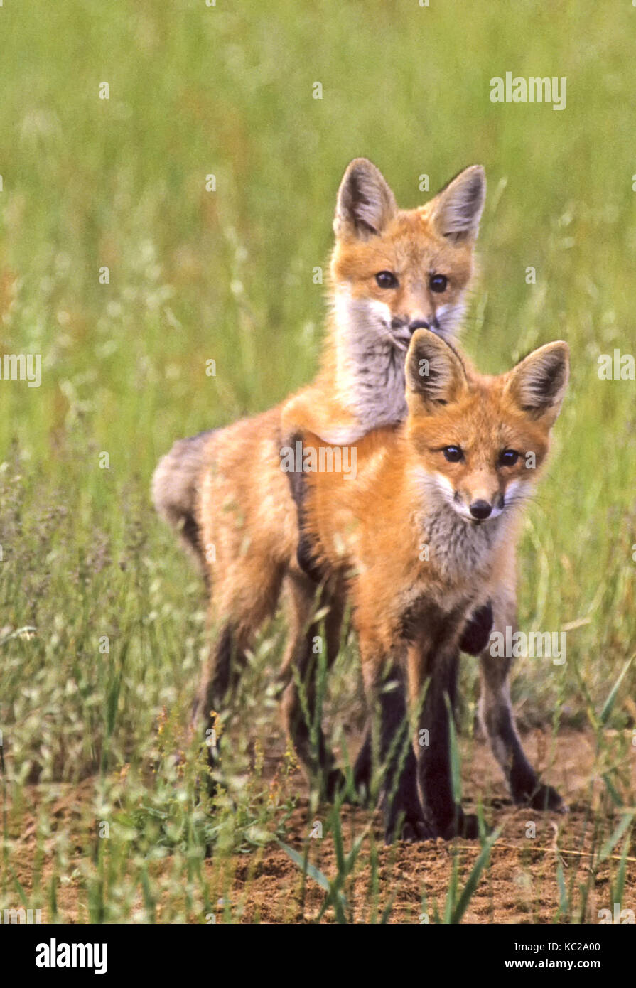 Red fox pups Stock Photo - Alamy
