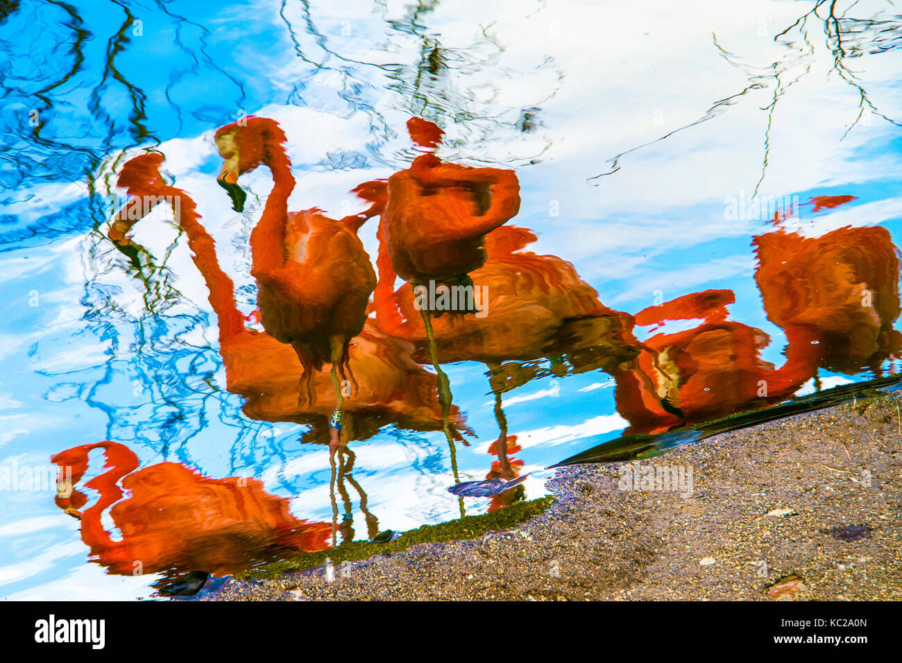 Impressionist reflections of Flamingos on a lake Stock Photo - Alamy