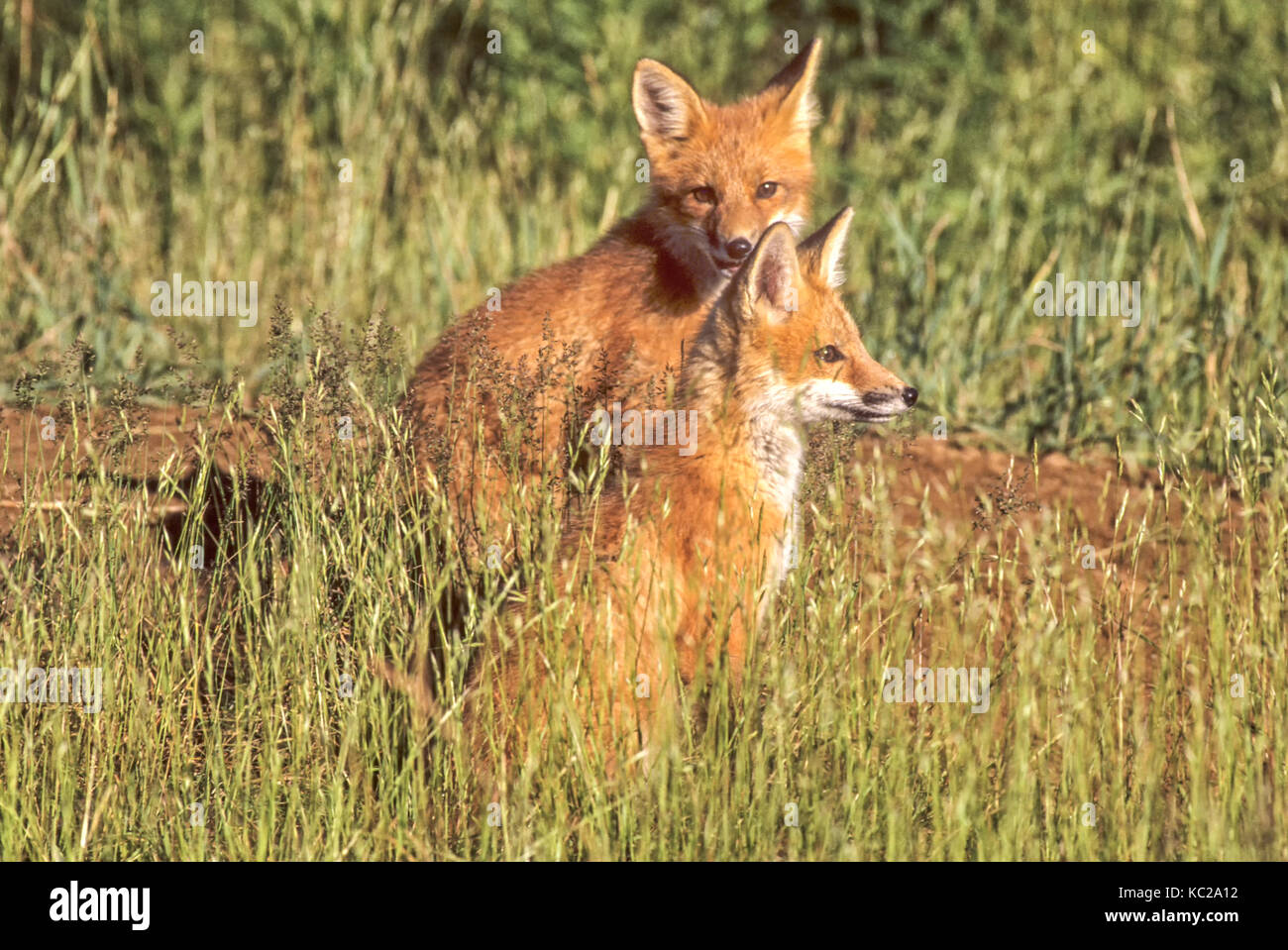 Red fox pups Stock Photo - Alamy